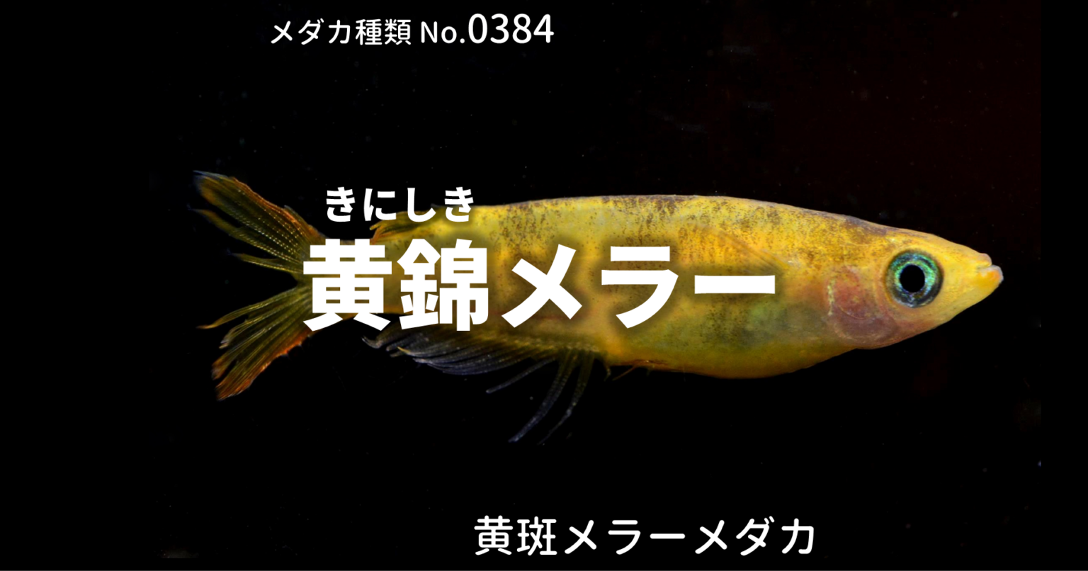 黄錦メラー(きにしきめらー)とは 改良メダカweb図鑑no0384 メダカの品種 黄 改良メダカweb図鑑