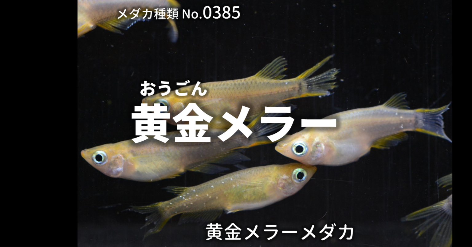 黄金メラー(おうごんめらー)とは 改良メダカweb図鑑no0385 メダカの品種 黄金 改良メダカweb図鑑