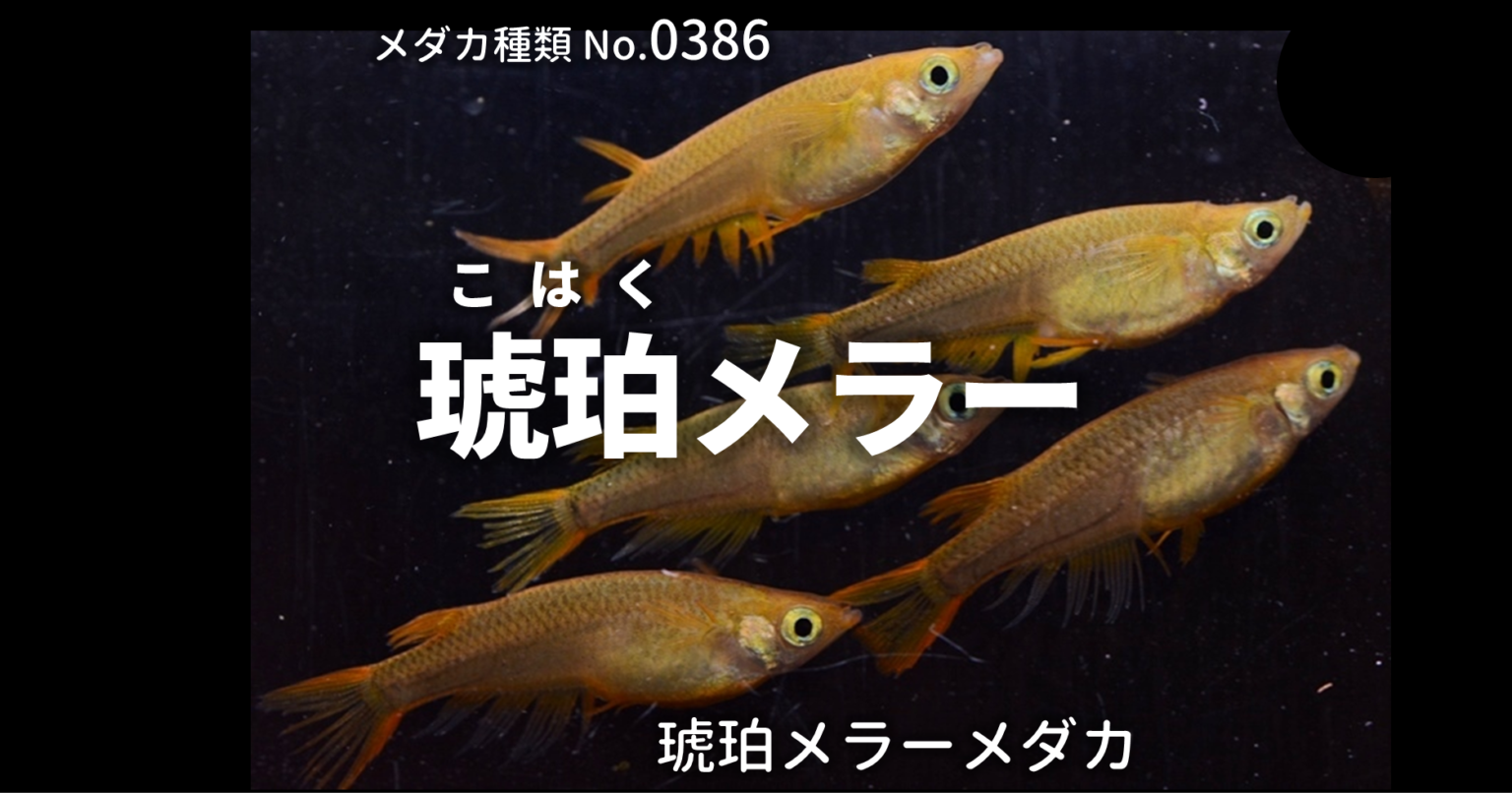 琥珀メラー(こはくめらー)とは 改良メダカweb図鑑no0386 メダカの品種 琥珀 改良メダカweb図鑑