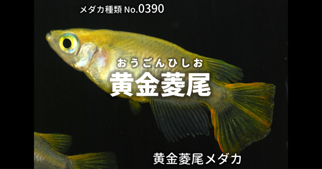 黄金菱尾(おうごんひしお)とは 改良メダカweb図鑑no0390 メダカの品種 黄金 改良メダカweb図鑑