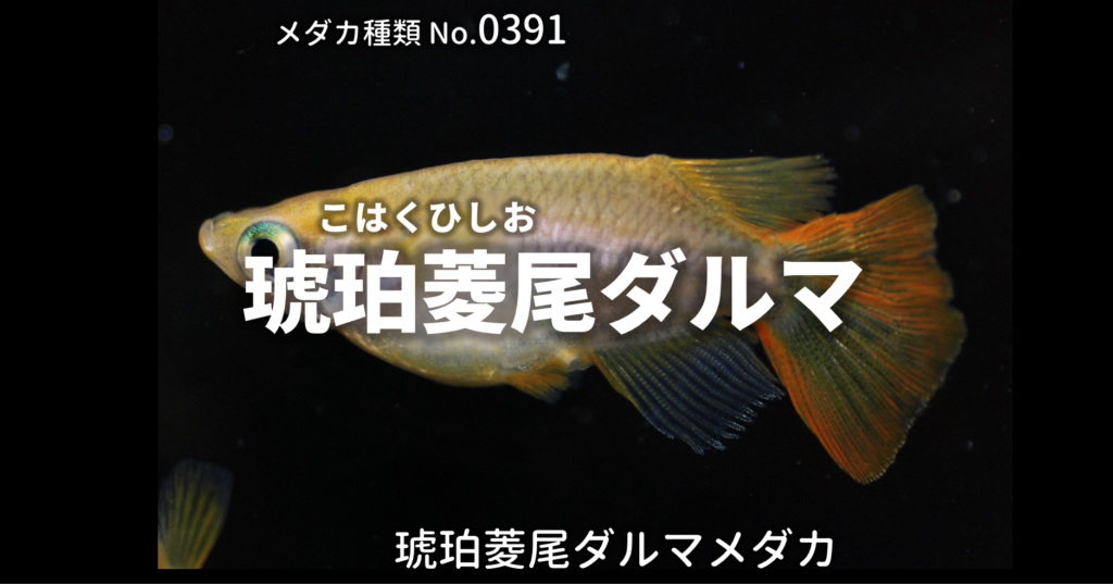 琥珀菱尾ダルマ（こはくひしおだるま）とは 改良メダカweb図鑑no0391 メダカの品種 琥珀 改良メダカweb図鑑