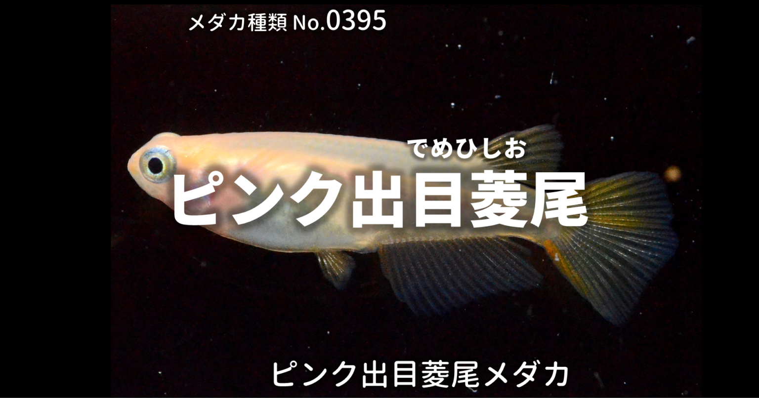 ピンク出目菱尾(ぴんくでめひしお)とは 改良メダカweb図鑑no0395 ピンク メダカの品種 改良メダカweb図鑑