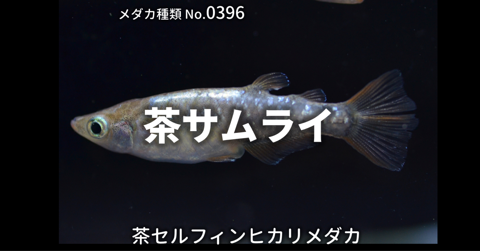 茶サムライ（ちゃさむらい）とは 改良メダカweb図鑑no0396 メダカの品種 茶 改良メダカweb図鑑