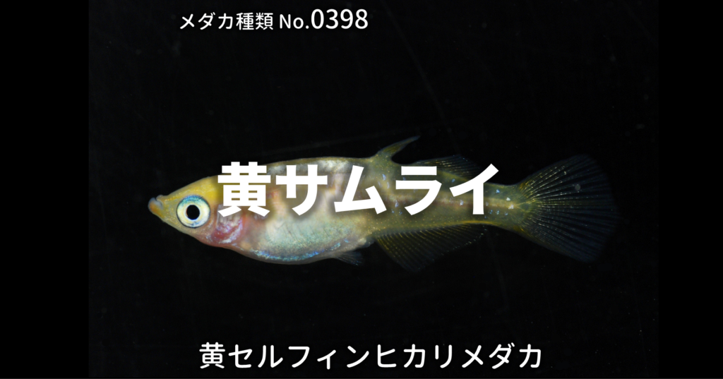黄サムライ(きさむらい)とは 改良メダカweb図鑑no0398 メダカの品種 黄 改良メダカweb図鑑