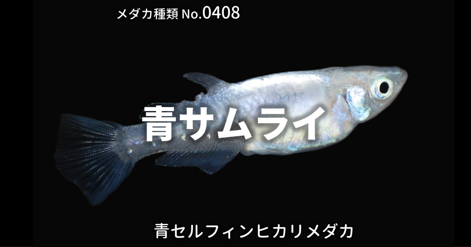 青サムライ(あおさむらい)とは 改良メダカweb図鑑no0408 メダカの品種 青 改良メダカweb図鑑