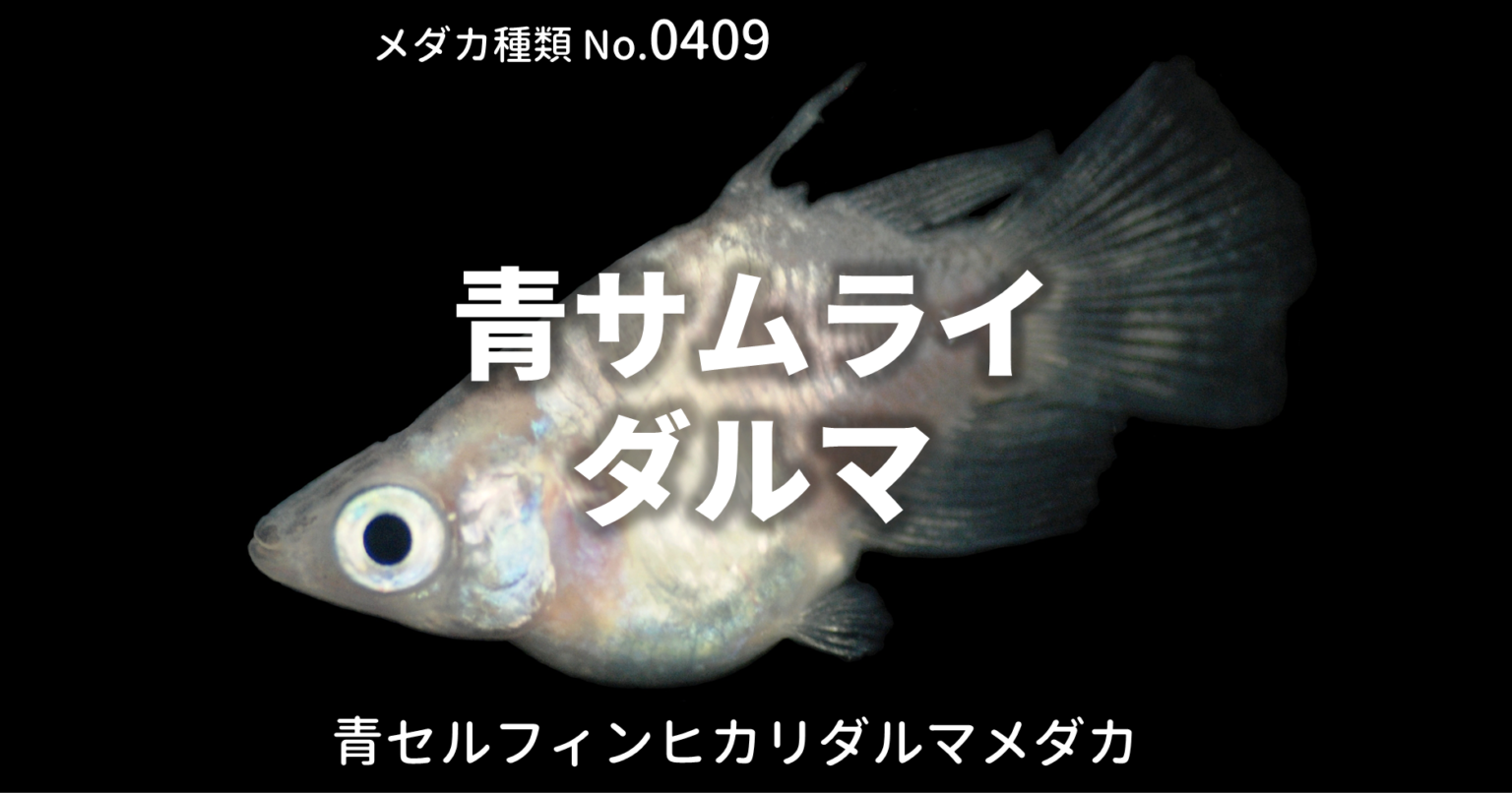 青サムライダルマ(あおさむらいだるま)とは 改良メダカweb図鑑no0409 メダカの品種 青 改良メダカweb図鑑