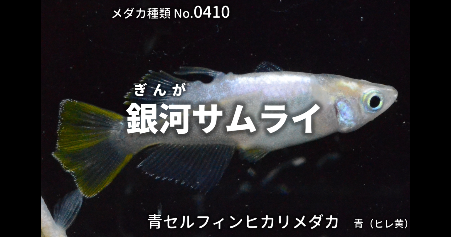 銀河サムライ(ぎんがさむらい)とは 改良メダカweb図鑑no0410 メダカの品種 青 改良メダカweb図鑑