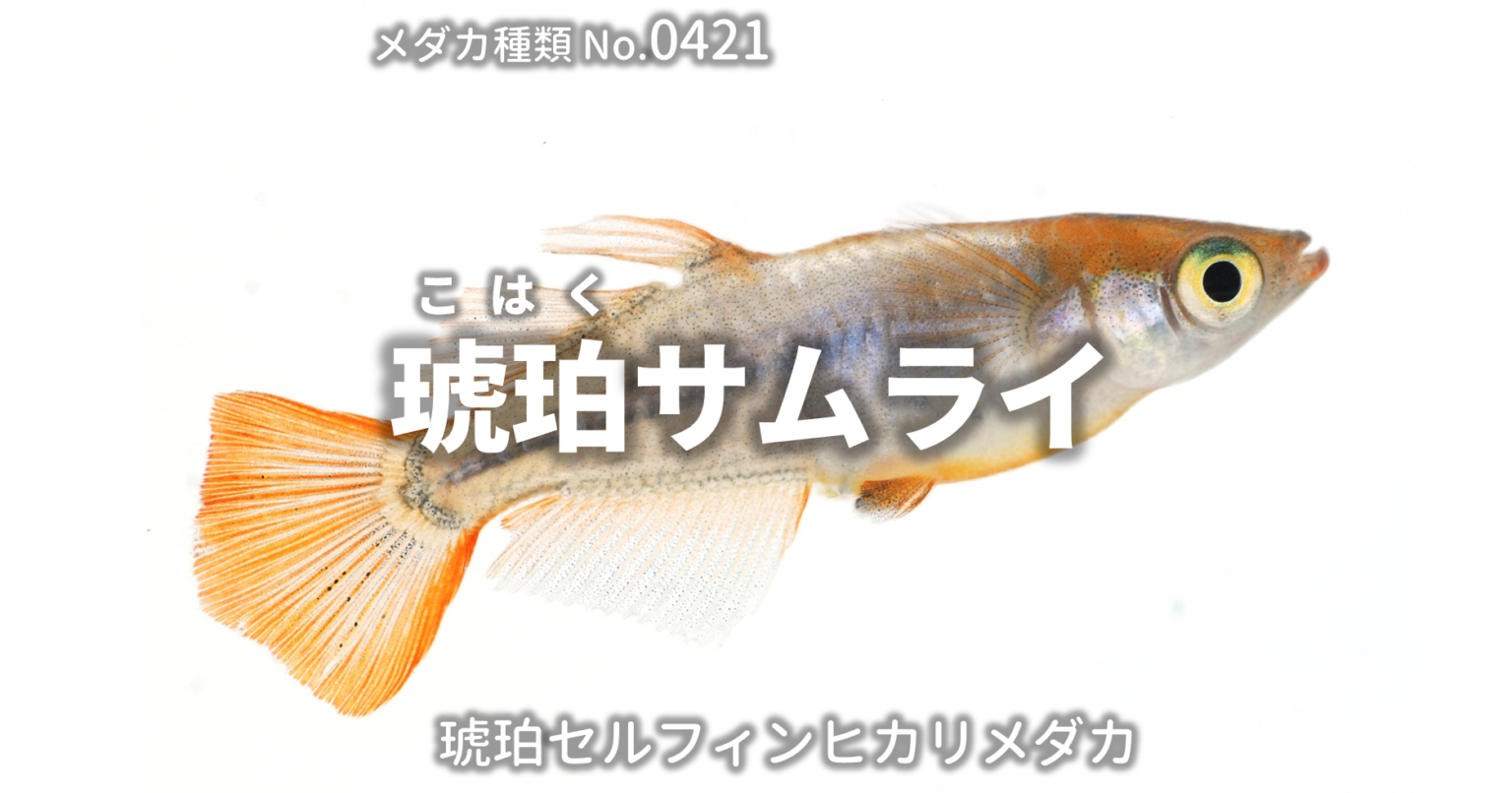 琥珀サムライ（こはくさむらい）とは 改良メダカweb図鑑no0421 メダカの品種 琥珀 改良メダカweb図鑑