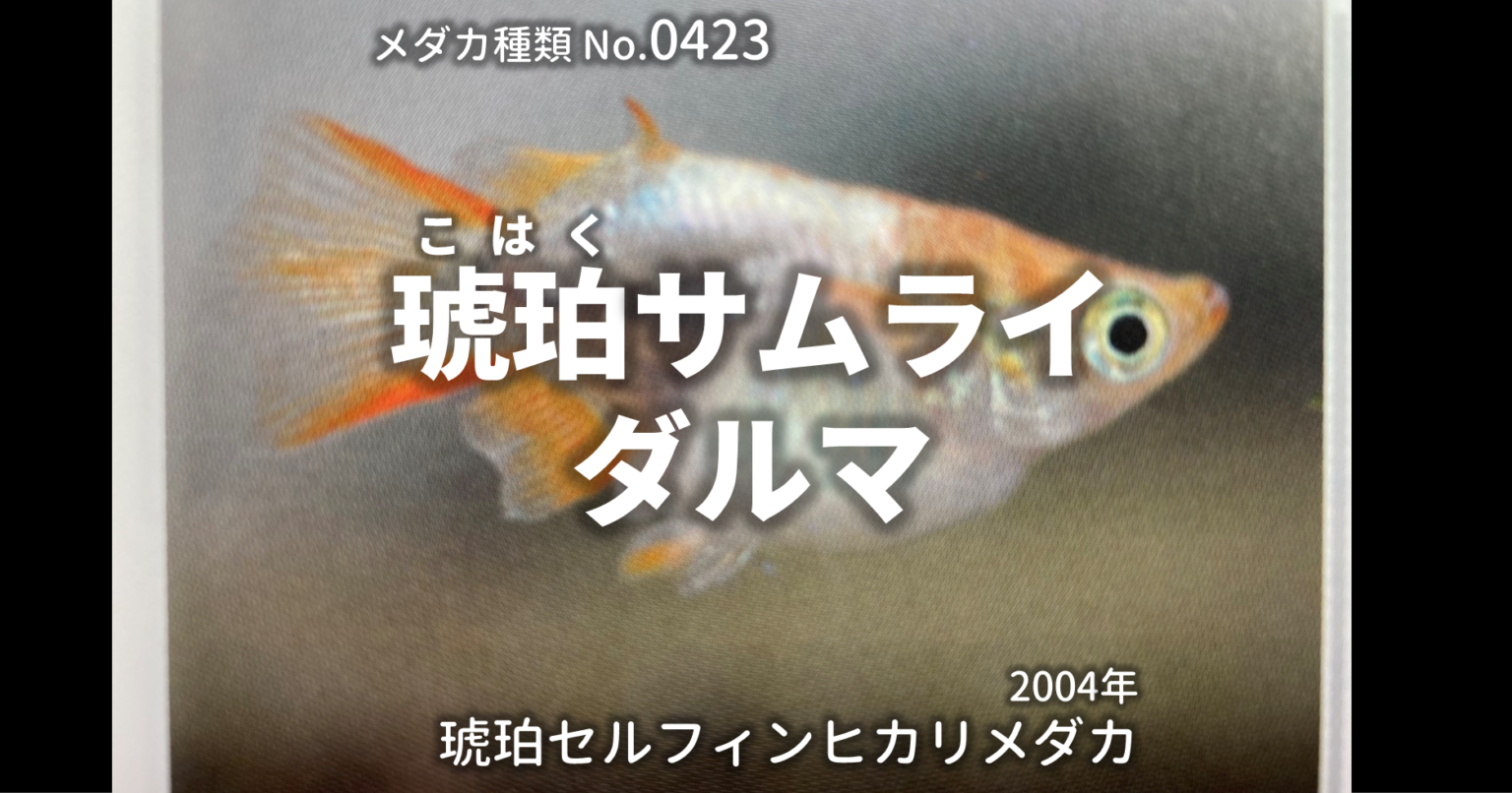 琥珀サムライダルマ（こはくさむらいだるま）とは 改良メダカweb図鑑no0423 メダカの品種 琥珀 改良メダカweb図鑑