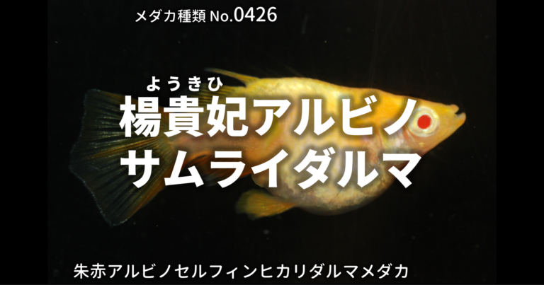 楊貴妃アルビノサムライダルマ（ようきひあるびのさむらいだるま）とは 改良メダカweb図鑑no0426 メダカの品種 朱赤 改良