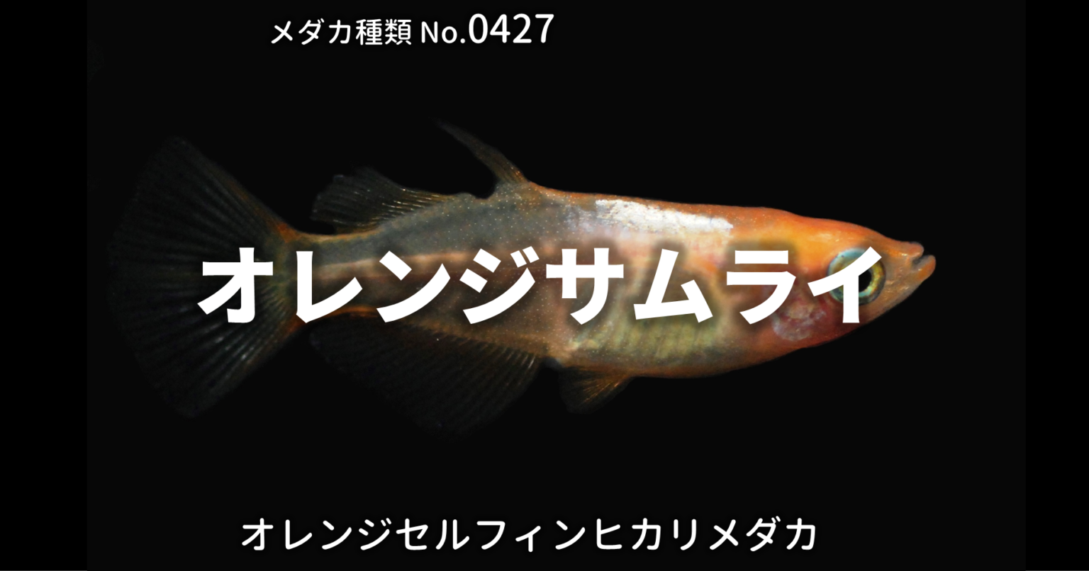 オレンジサムライ(おれんじさむらい)とは 改良メダカweb図鑑no0427 オレンジ メダカの品種 改良メダカweb図鑑