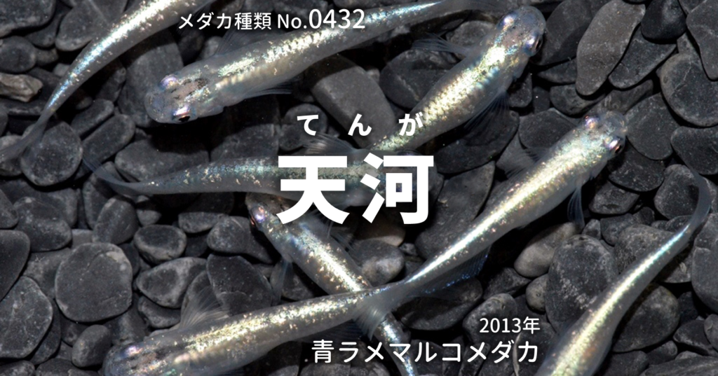 天河(てんが)とは 改良メダカweb図鑑no0432 メダカの品種 青 改良メダカweb図鑑