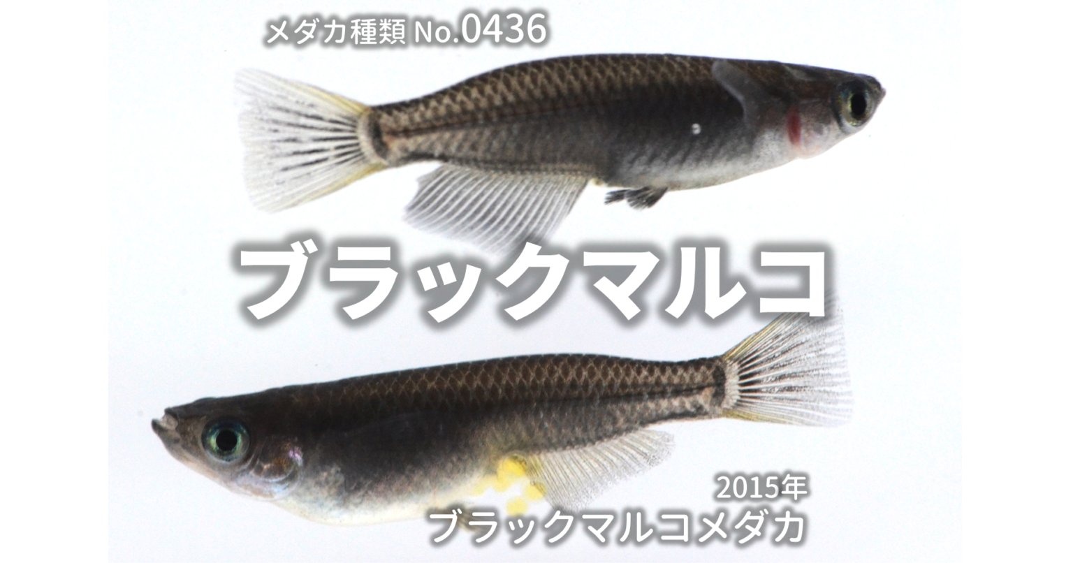 ブラックマルコとは 改良メダカweb図鑑no0436 ブラック メダカの品種 改良メダカweb図鑑