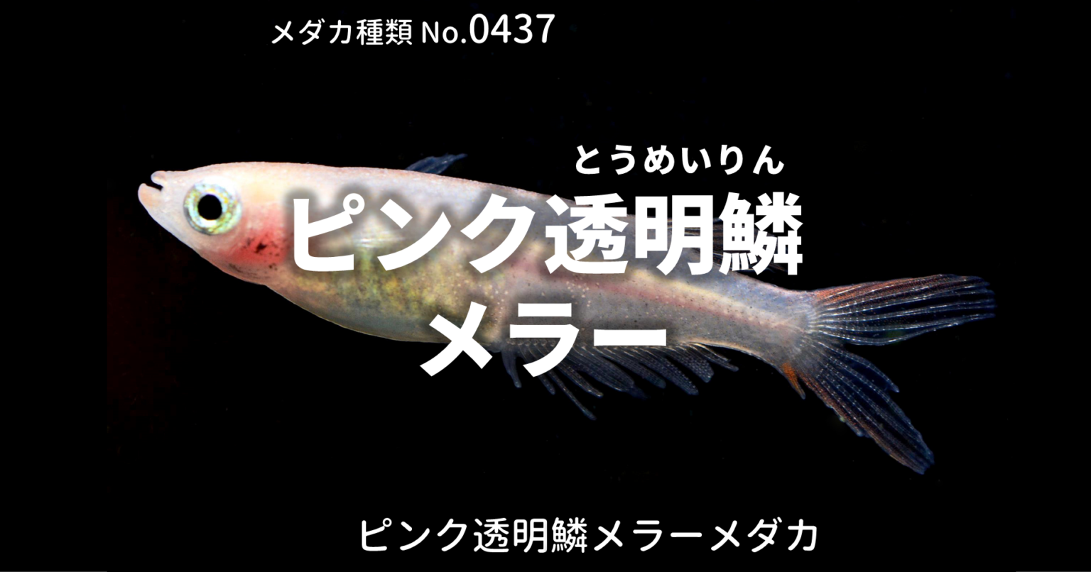 ピンク透明鱗メラー(ぴんくとうめいりんめらー)とは 改良メダカweb図鑑no0437 ピンク メダカの品種 改良メダカweb図鑑