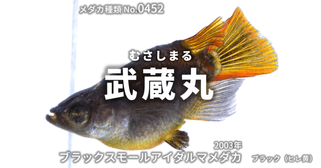 武蔵丸(ピュアブラック黄金ダルマメダカ)とは 改良メダカweb図鑑no0452 ブラック メダカの品種 改良メダカweb図鑑