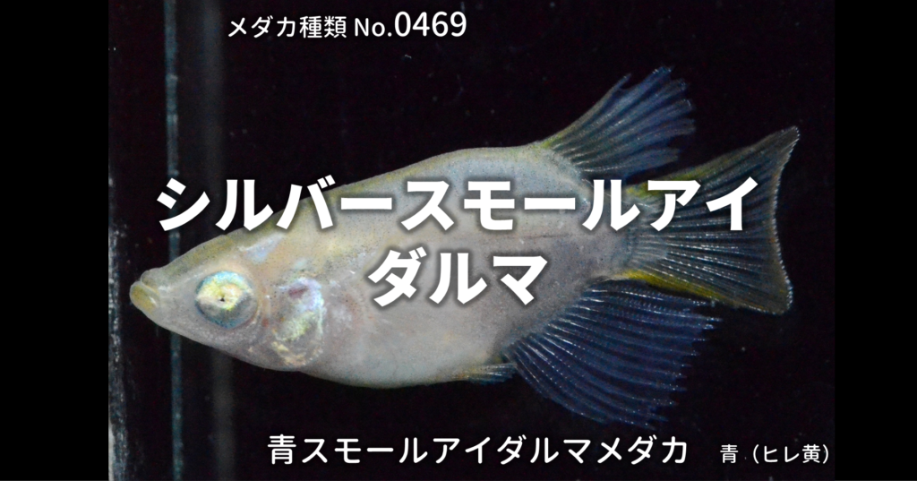 シルバースモールアイダルマとは 改良メダカweb図鑑no0469 メダカの品種 青 改良メダカweb図鑑