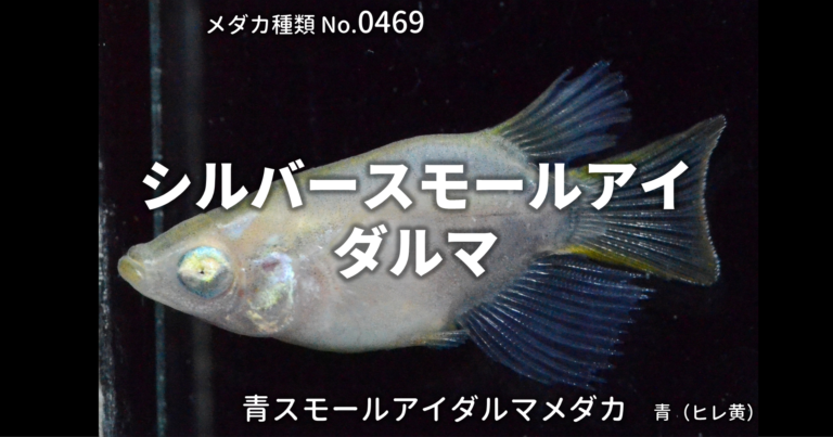シルバースモールアイダルマとは 改良メダカweb図鑑no0469 メダカの品種 青 改良メダカweb図鑑