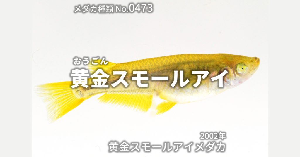 黄金スモールアイ（おうごんすもーるあい）とは 改良メダカweb図鑑no0473 メダカの品種 黄金 改良メダカweb図鑑