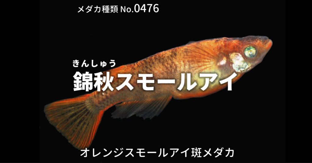 錦秋スモールアイ(きんしゅうすもーるあい)とは 改良メダカweb図鑑no0476 オレンジ メダカの品種 改良メダカweb図鑑
