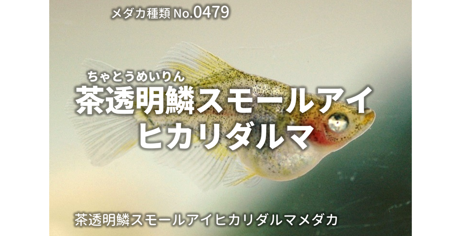 茶透明鱗スモールアイヒカリダルマ（ちゃとうめいりんすもーるあいひかりだるま）とは 改良メダカweb図鑑no0479 メダカの品種 茶