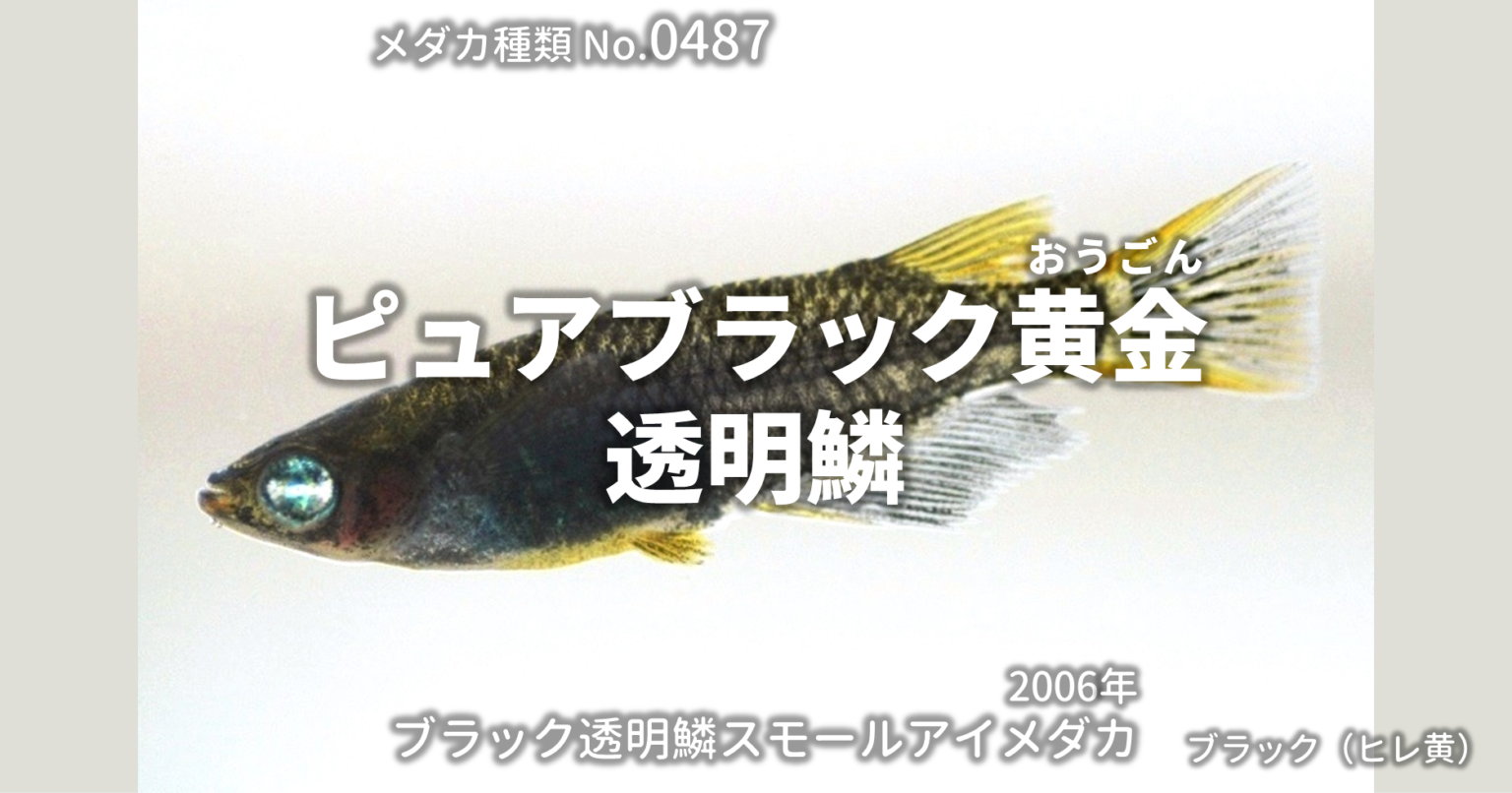ピュアブラック黄金透明鱗(ぴゅあぶらっくおうごんとうめいりん)とは 改良メダカweb図鑑no0487 ブラック メダカの品種 改良