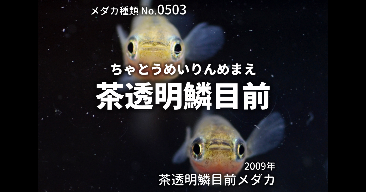 茶透明鱗目前(ちゃとうめいりんめまえ)とは 改良メダカweb図鑑no0503 メダカの品種 茶 改良メダカweb図鑑
