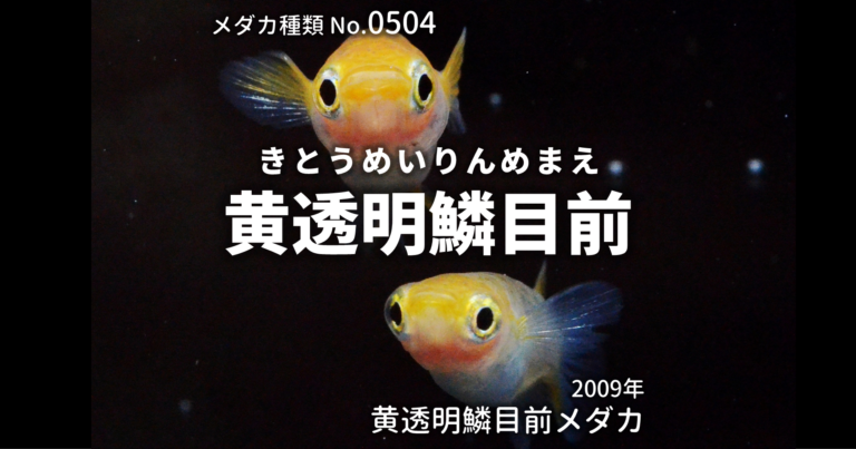 黄透明鱗目前(きとうめいりんめまえ)とは 改良メダカweb図鑑no0504 メダカの品種 黄 改良メダカweb図鑑