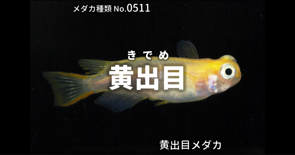 黄出目（きでめ）とは 改良メダカweb図鑑no0511 メダカの品種 黄 改良メダカweb図鑑