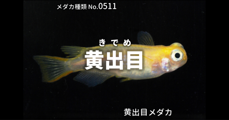 黄出目(きでめ)とは 改良メダカweb図鑑no0511 メダカの品種 黄 改良メダカweb図鑑