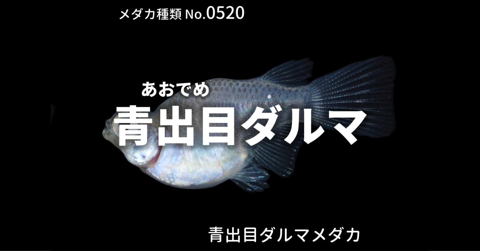 青出目ダルマ（あおでめだるま）とは 改良メダカweb図鑑no0520 メダカの品種 青 改良メダカweb図鑑