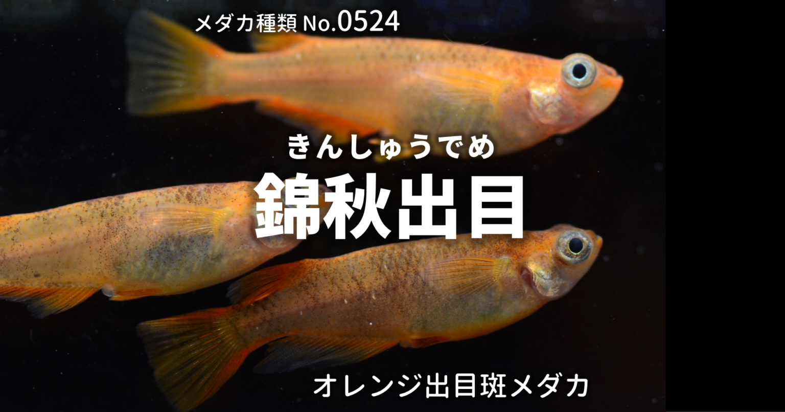 錦秋出目（きんしゅうでめ）とは 改良メダカweb図鑑no0524 オレンジ メダカの品種 改良メダカweb図鑑