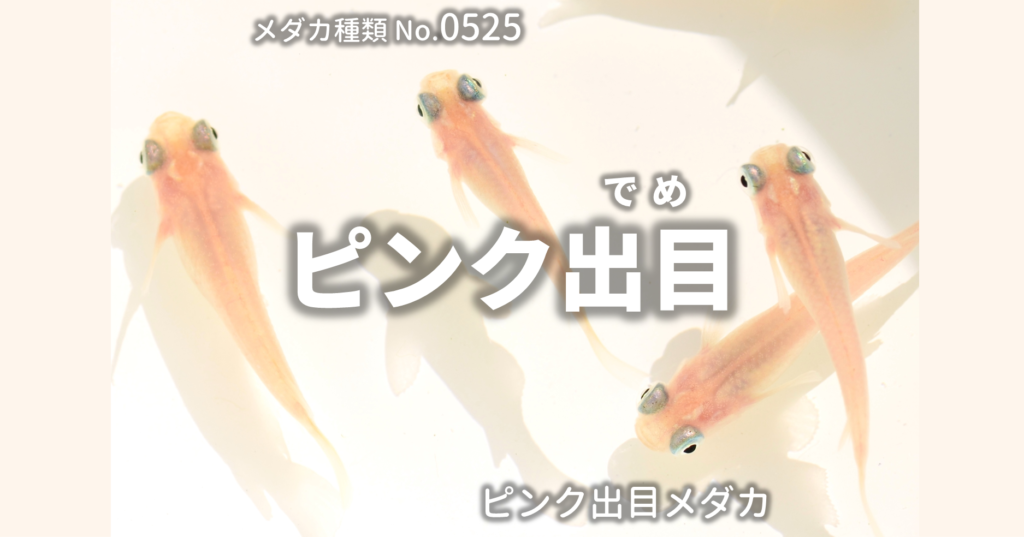 ピンク出目(ぴんくでめ)とは 改良メダカweb図鑑no0525 ピンク メダカの品種 改良メダカweb図鑑