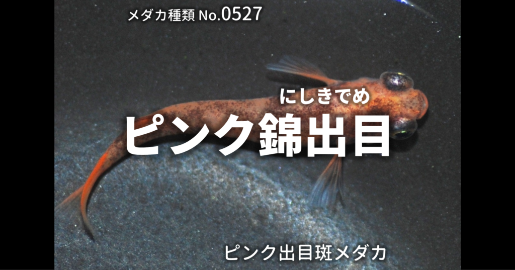 ピンク錦出目（ぴんくにしきでめ）とは 改良メダカweb図鑑no0527 ピンク メダカの品種 改良メダカweb図鑑