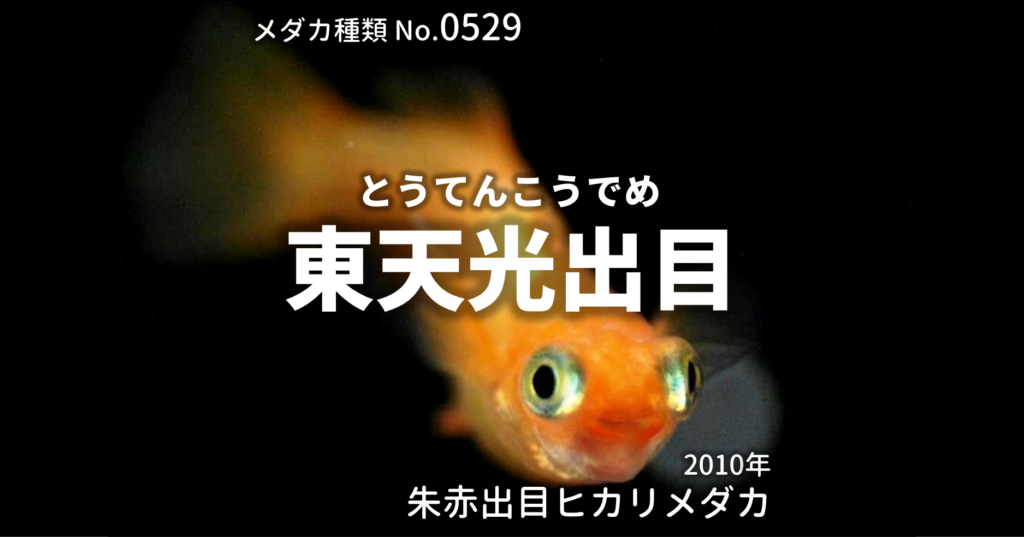 東天光出目(とうてんこうでめ)とは 改良メダカweb図鑑no0529 メダカの品種 朱赤 改良メダカweb図鑑