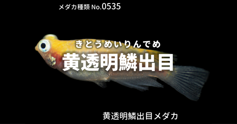 黄透明鱗出目(きとめいりんでめ)とは 改良メダカweb図鑑no0535 メダカの品種 黄 改良メダカweb図鑑