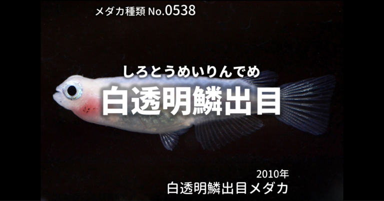 白透明鱗出目(しろとうめいりんでめ)とは 改良メダカweb図鑑no0538 メダカの品種 白 改良メダカweb図鑑