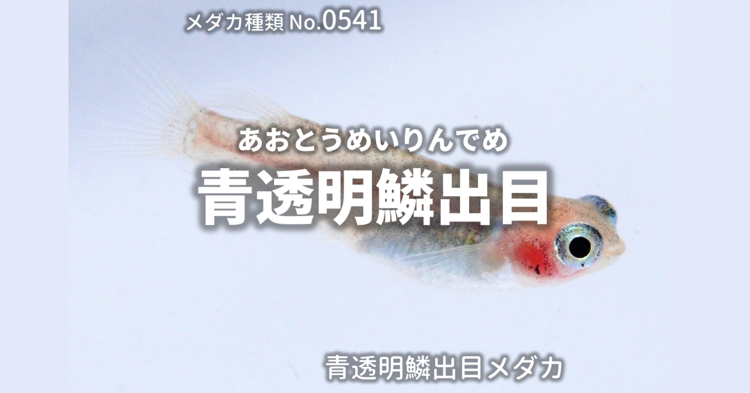 青透明鱗出目（あおとうめいりんでめ）とは 改良メダカweb図鑑no0541 メダカの品種 青 改良メダカweb図鑑
