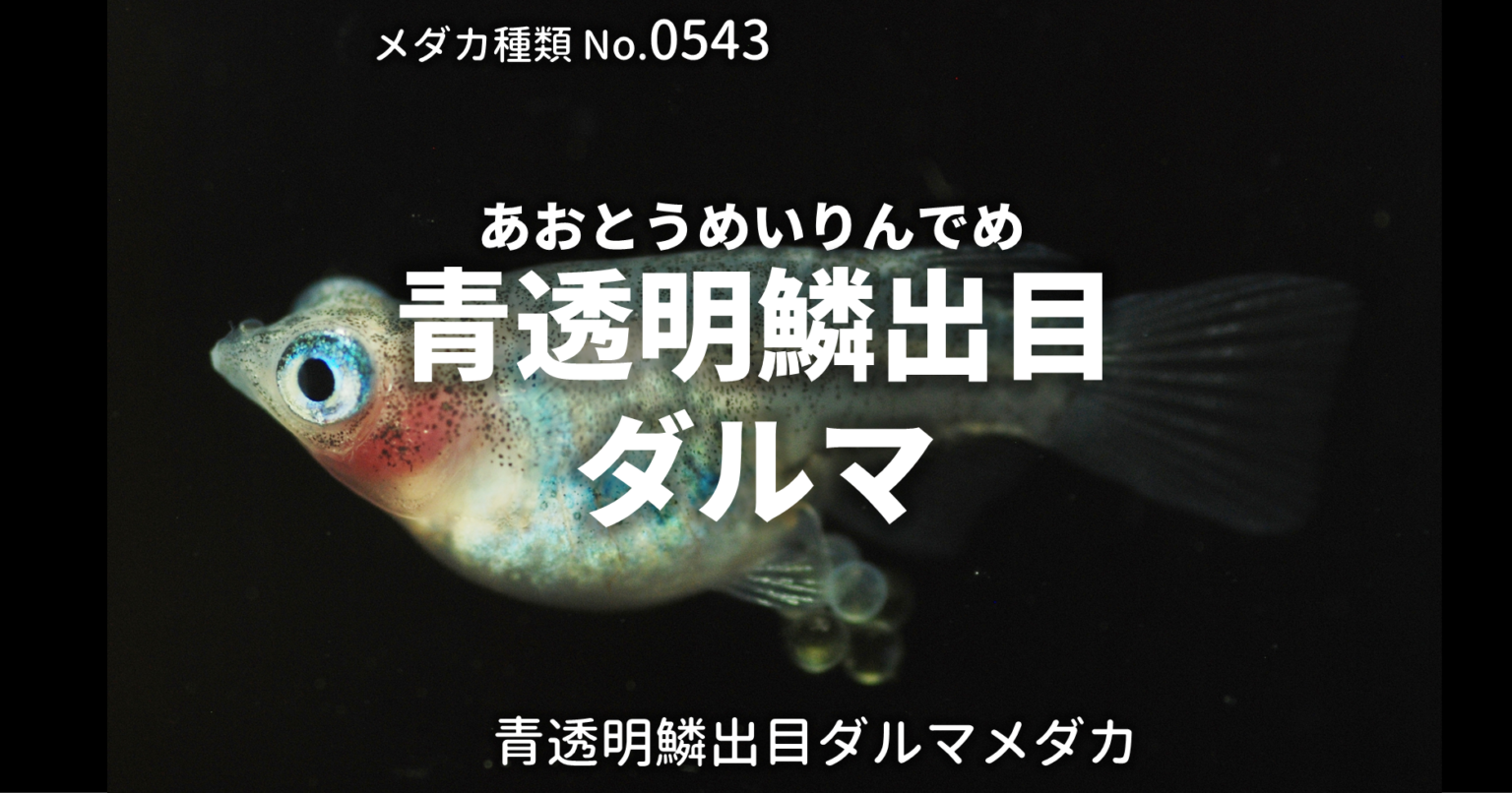 青透明鱗出目ダルマ（あおとうめいりんでめだるま）とは 改良メダカweb図鑑no0543 メダカの品種 青 改良メダカweb図鑑