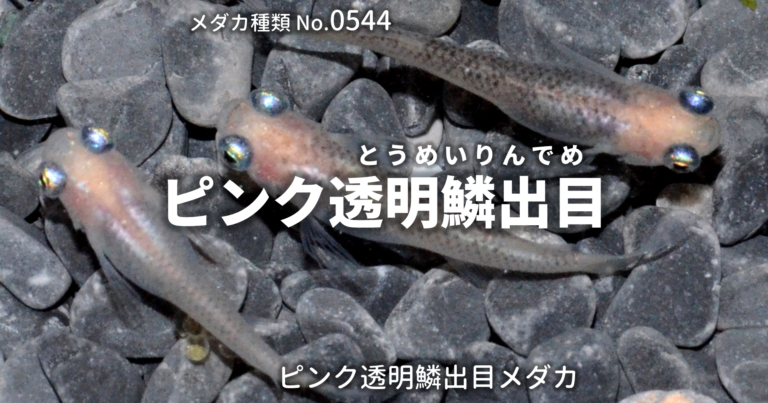 ピンク透明鱗出目（ぴんくとうめいりんでめ）とは 改良メダカweb図鑑no0544 ピンク メダカの品種 改良メダカweb図鑑