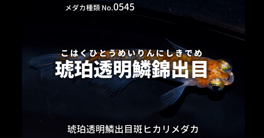 琥珀透明鱗錦出目(こはくとうめいりんにしきでめ)とは 改良メダカweb図鑑no0545 メダカの品種 琥珀 改良メダカweb図鑑