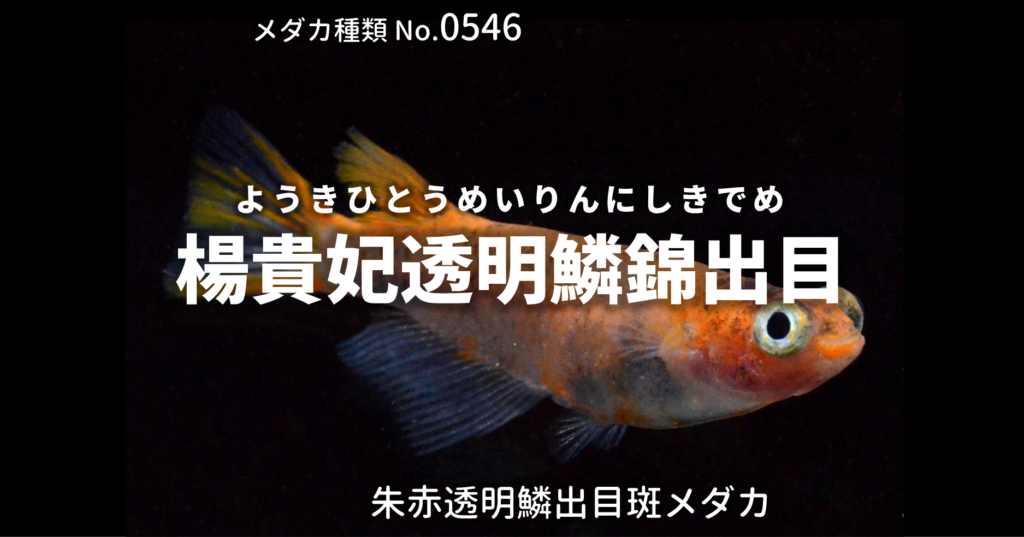 楊貴妃透明鱗錦出目(ようきひとうめいりんにしきでめ)とは 改良メダカweb図鑑no0546 メダカの品種 朱赤 改良メダカweb図鑑