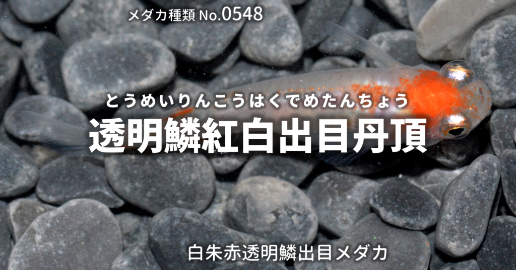 透明鱗紅白出目 丹頂(とうめいりんこうはくでめ たんちょう)とは 改良メダカweb図鑑no0548 メダカの品種 白朱赤 改良