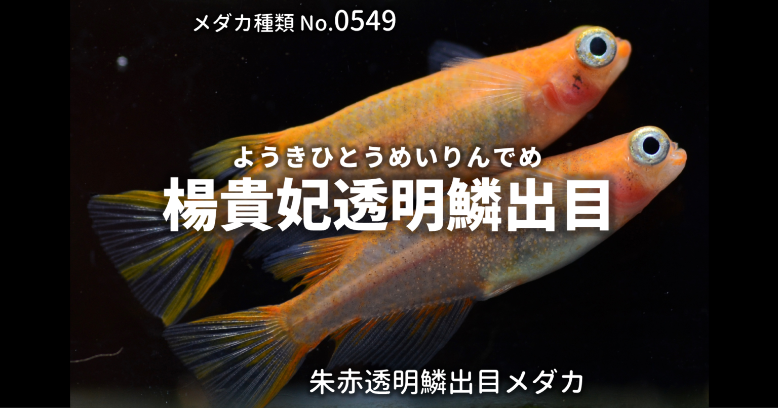楊貴妃透明鱗出目(ようきひとうめいりんでめ)とは 改良メダカweb図鑑no0549 メダカの品種 朱赤 改良メダカweb図鑑