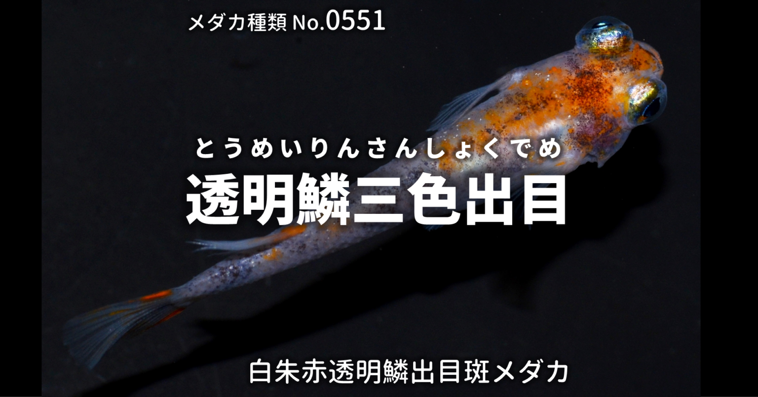 透明鱗三色出目(とうめいりんさんしょくでめ)とは 改良メダカweb図鑑no0551 メダカの品種 白朱赤 改良メダカweb図鑑