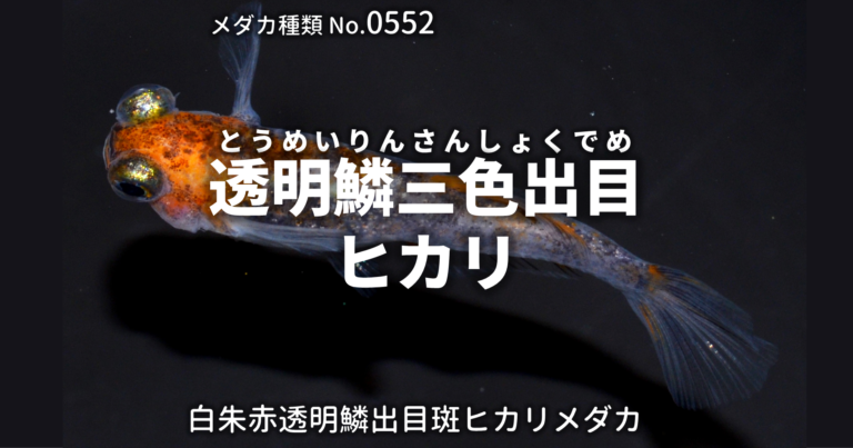 透明鱗三色出目ヒカリ（とうめいりんさんしょくでめひかり）とは 改良メダカweb図鑑no0552 メダカの品種 白朱赤 改良メダカweb図鑑