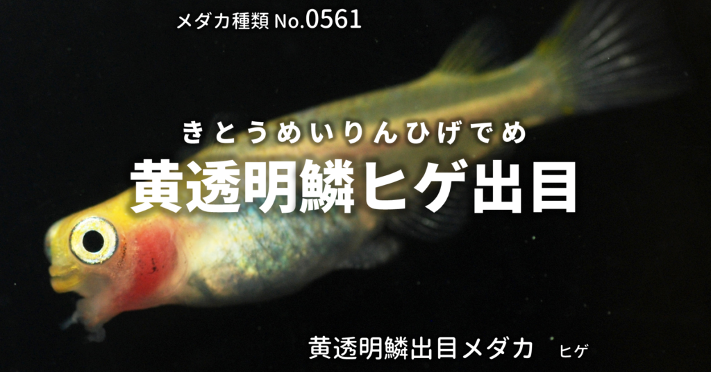 黄透明鱗ヒゲ出目(きとうめいりんひげでめ)とは 改良メダカweb図鑑no0561 メダカの品種 黄 改良メダカweb図鑑