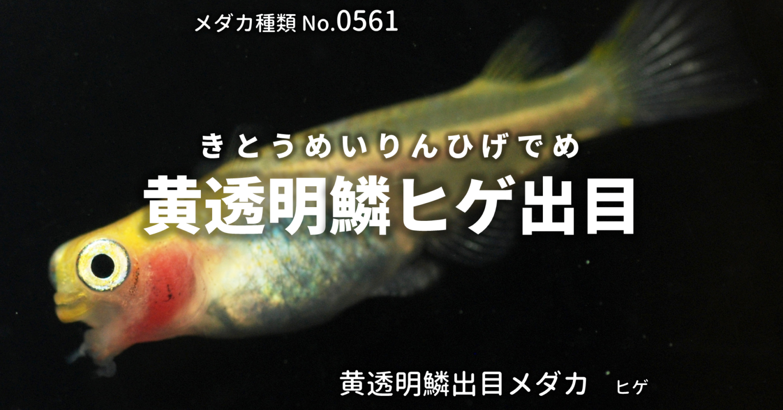 黄透明鱗ヒゲ出目(きとうめいりんひげでめ)とは 改良メダカweb図鑑no0561 メダカの品種 黄 改良メダカweb図鑑