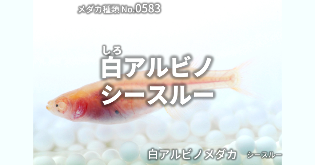 白アルビノシースルー（しろあるびのしーするー）とは 改良メダカweb図鑑no0583 メダカの品種 白 改良メダカweb図鑑