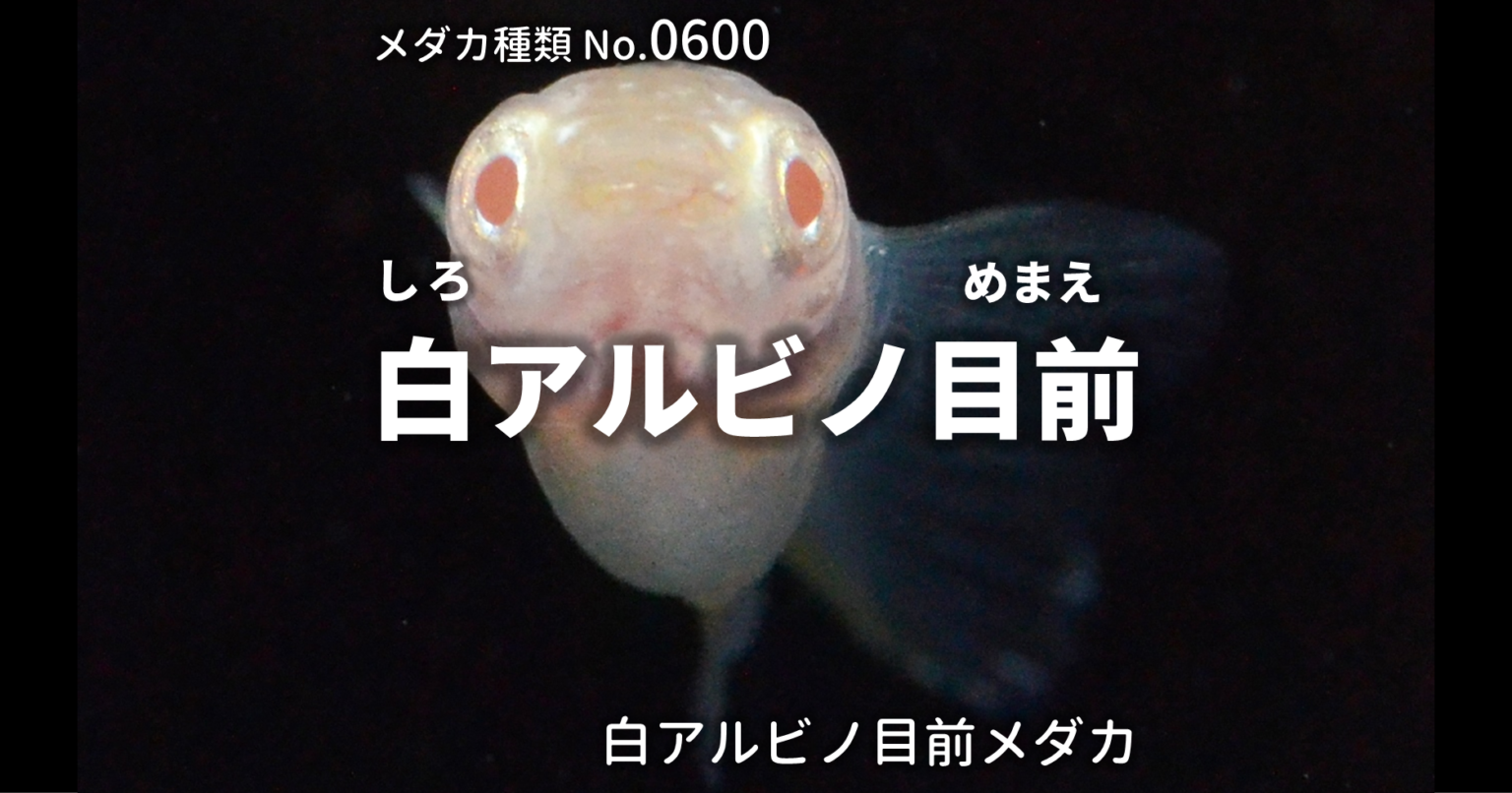 白アルビノ目前（しろあるびのめまえ）とは 改良メダカweb図鑑no0600 メダカの品種 白 改良メダカweb図鑑