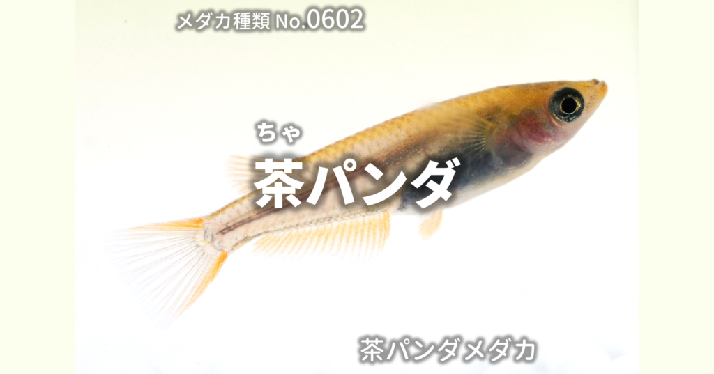 茶パンダ(ちゃぱんだ)とは 改良メダカweb図鑑no0602 メダカの品種 茶 改良メダカweb図鑑